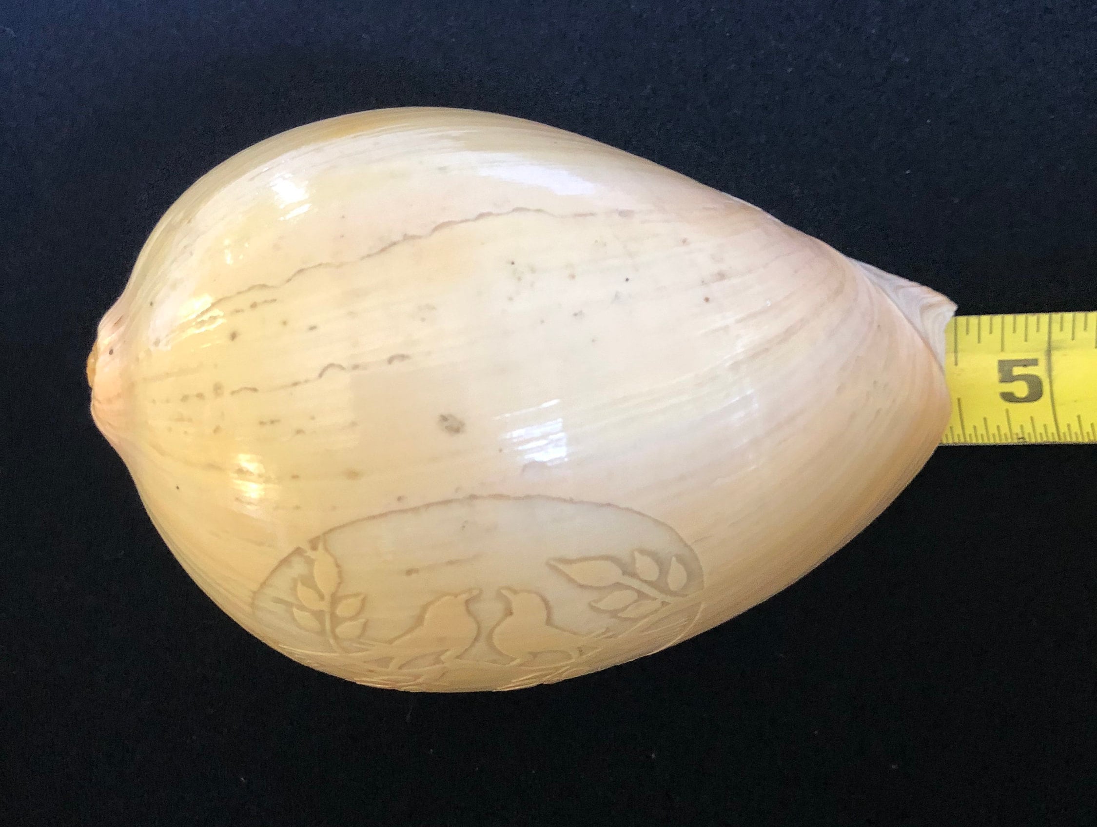 Vintage Carved Shell - Etsy