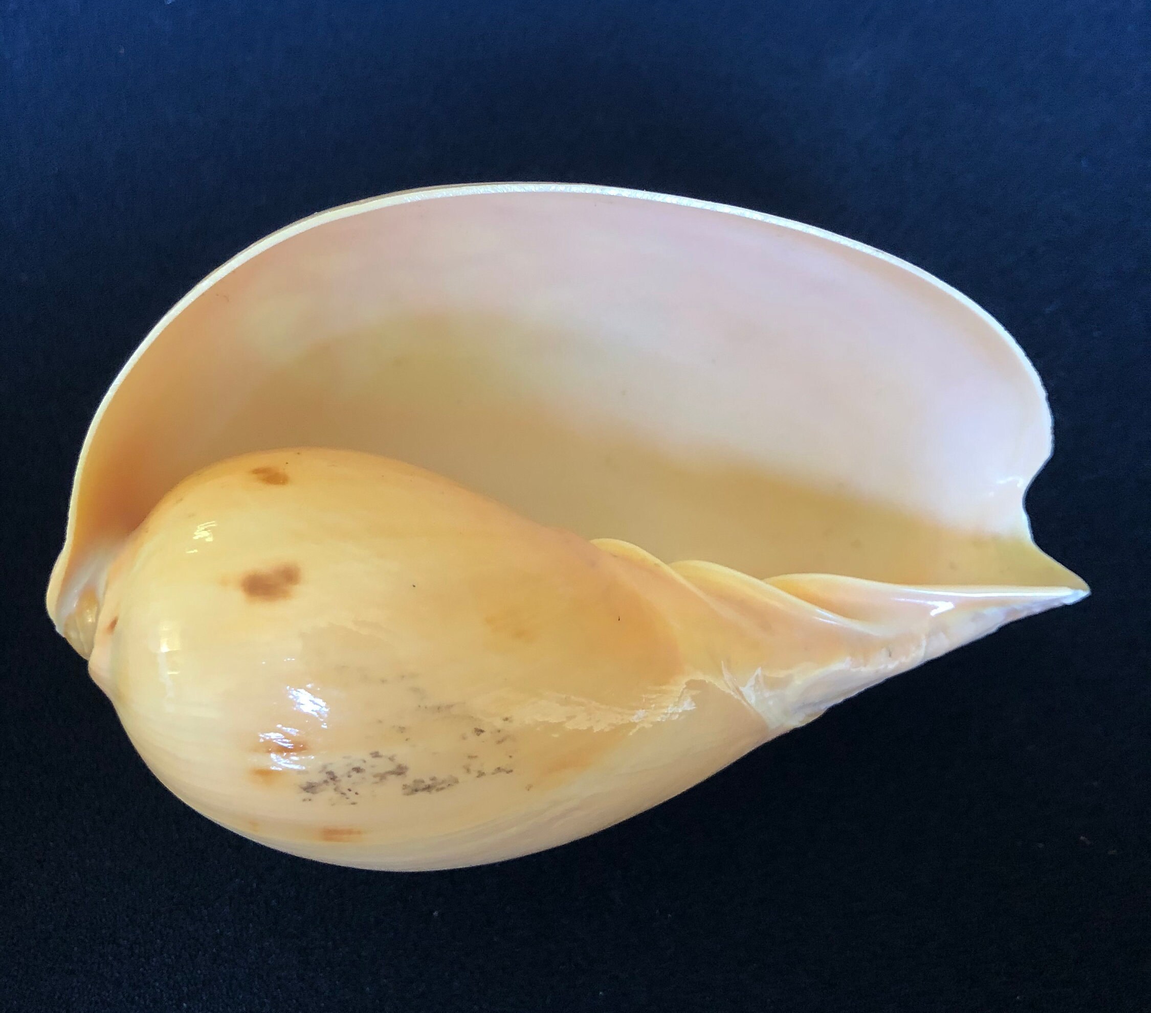 Vintage Carved Shell - Etsy
