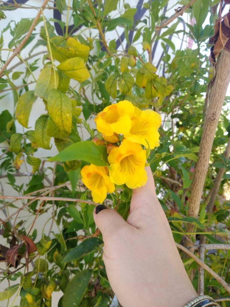 Yellow Elder Seeds, Esperanza - Etsy