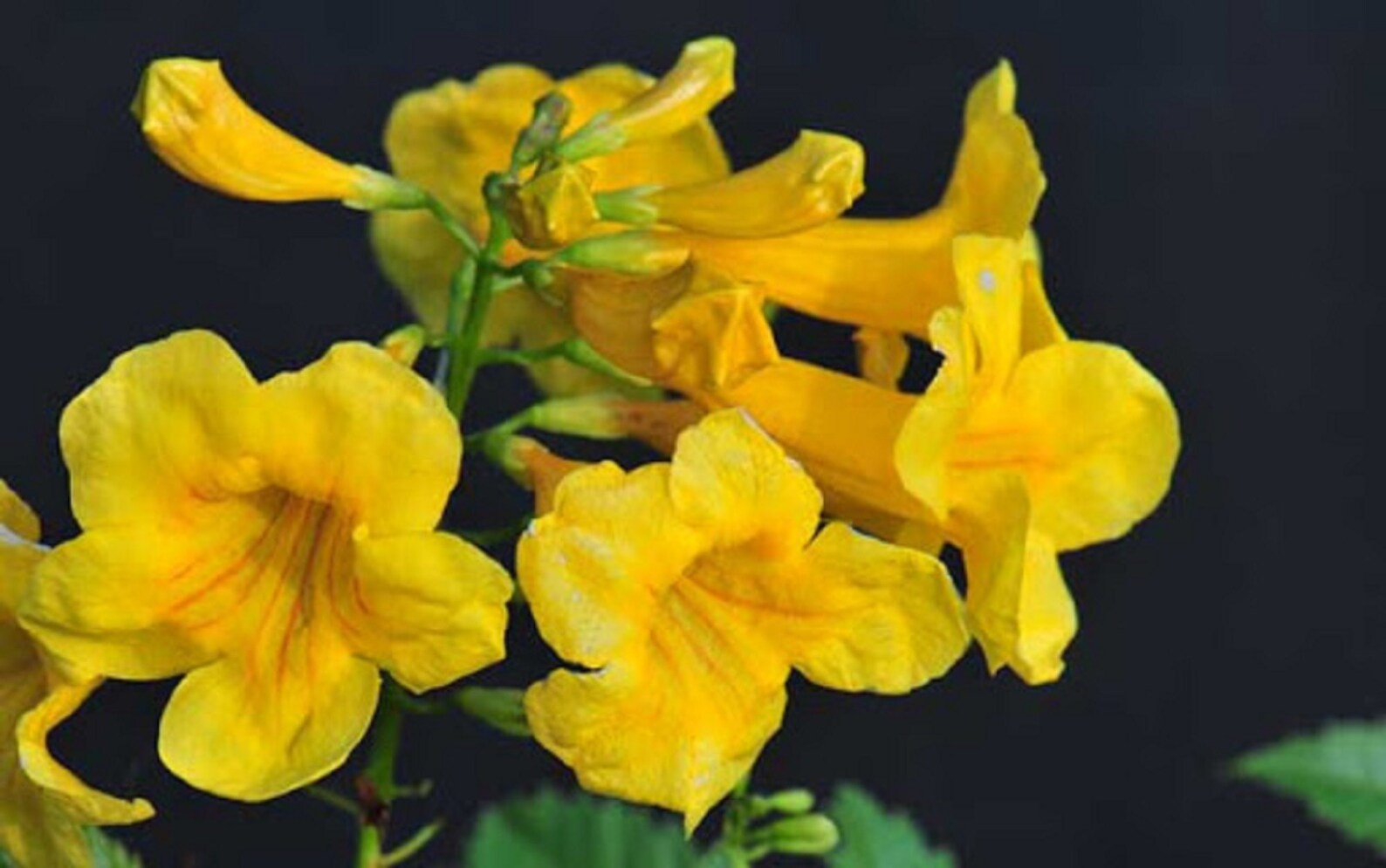 Yellow Elder Seeds, Esperanza - Etsy