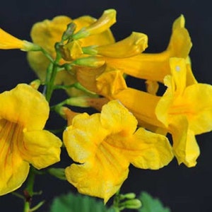 Yellow Elder Seeds, Esperanza - Etsy