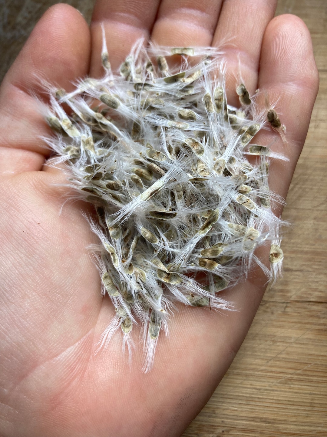 Desert Willow Seeds Pack of 20 - Etsy