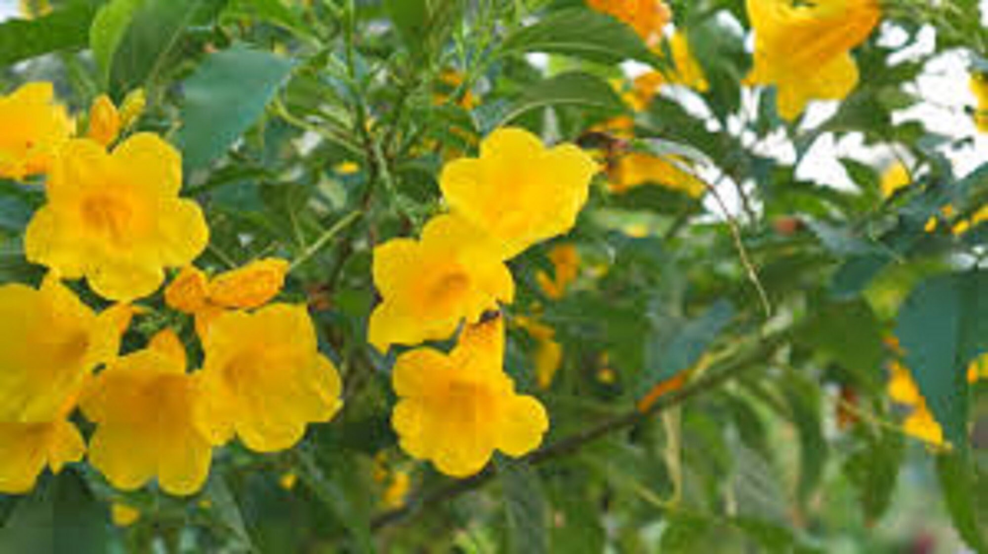 Yellow Elder Seeds, Esperanza - Etsy