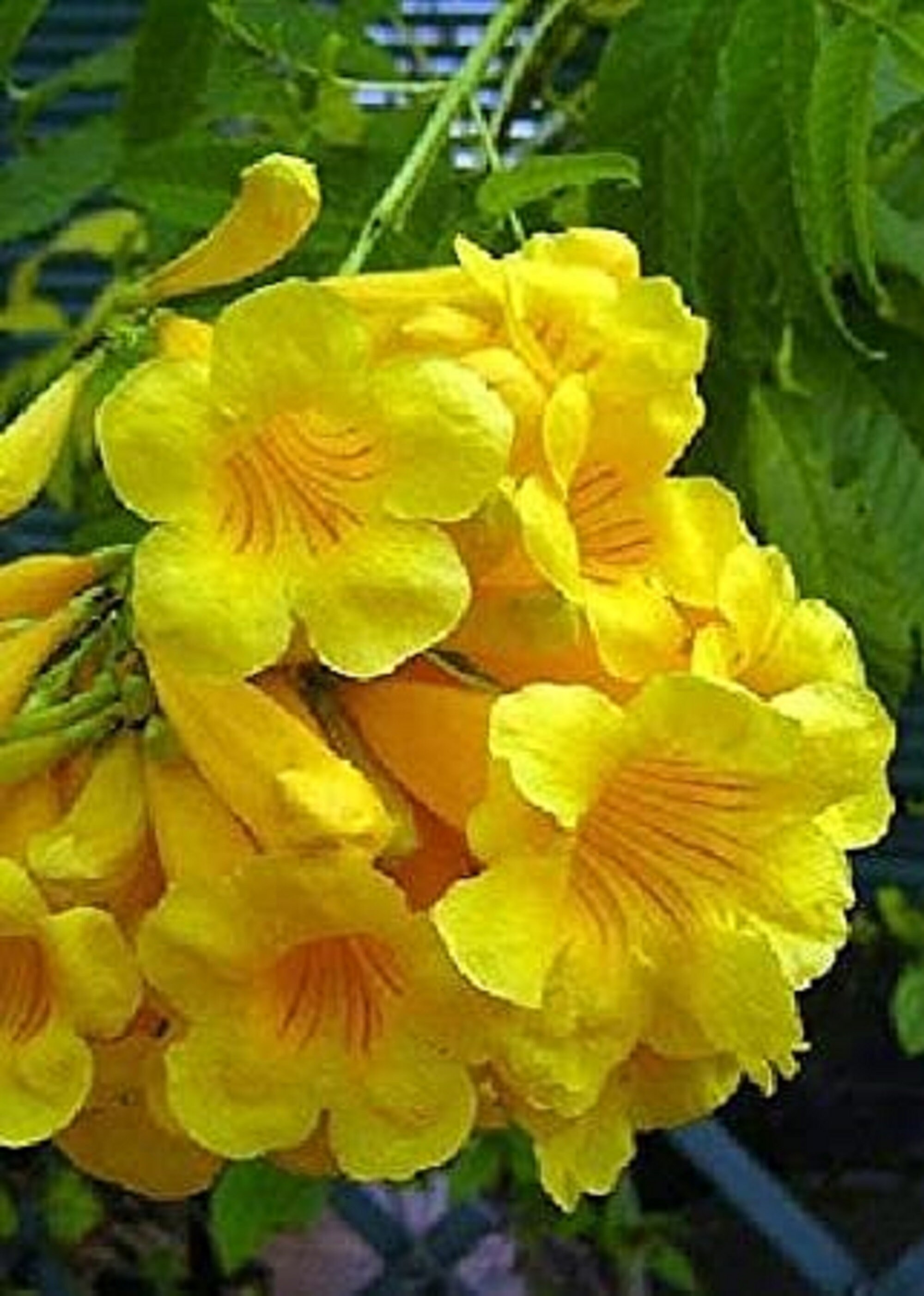 Yellow Elder Seeds, Esperanza - Etsy