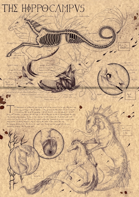 Hippocampus Mythology Drawings