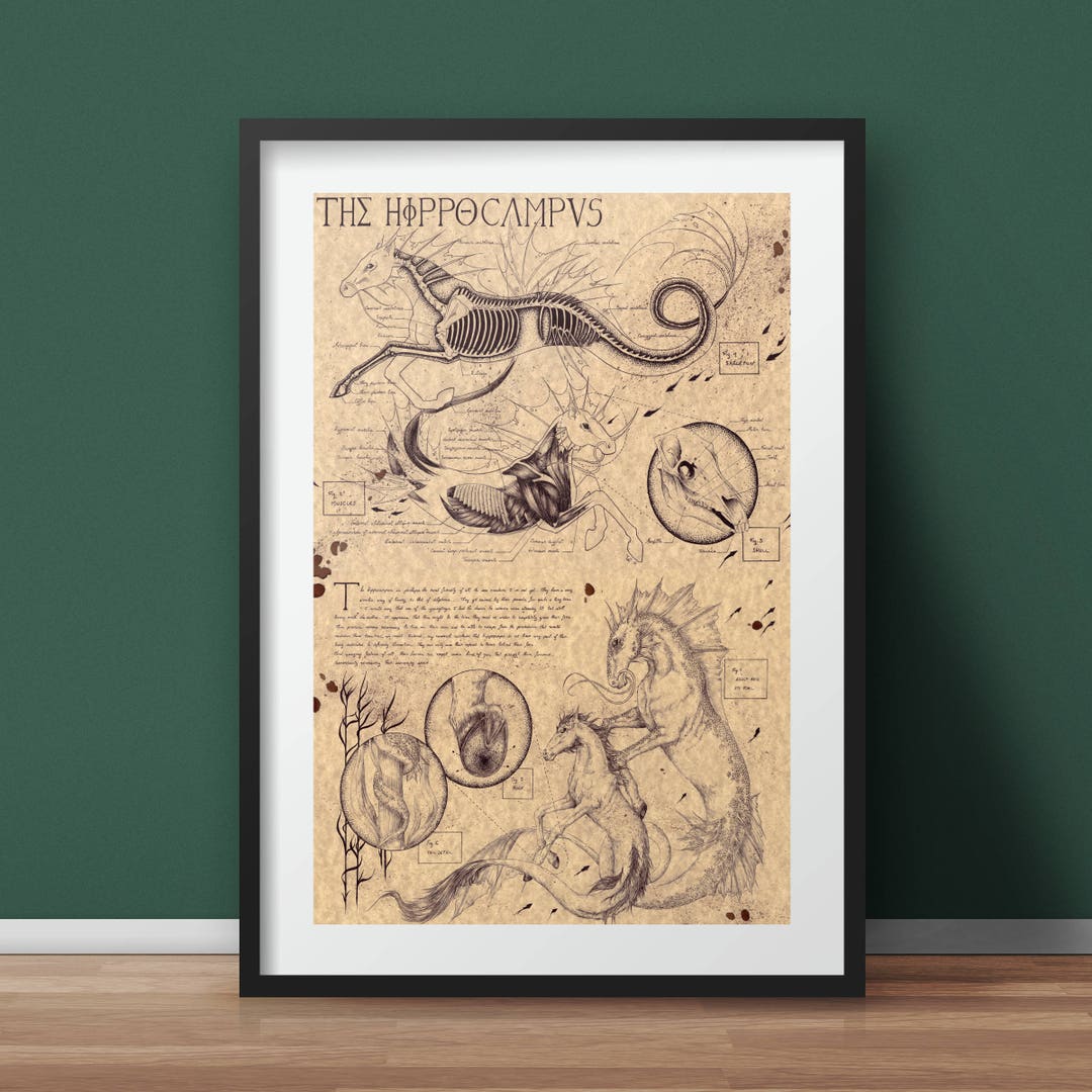 Large - Hippocampus - Mythology Art Print - Etsy