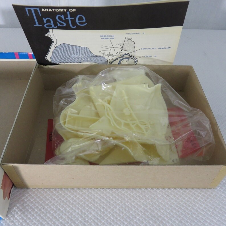 1970's Educational Products Sense of Taste Model Kit Teaching Medical ...