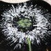 Dandelion Key Hanger Gothic Dandelion Jewelry Hanger Dandelion - Etsy