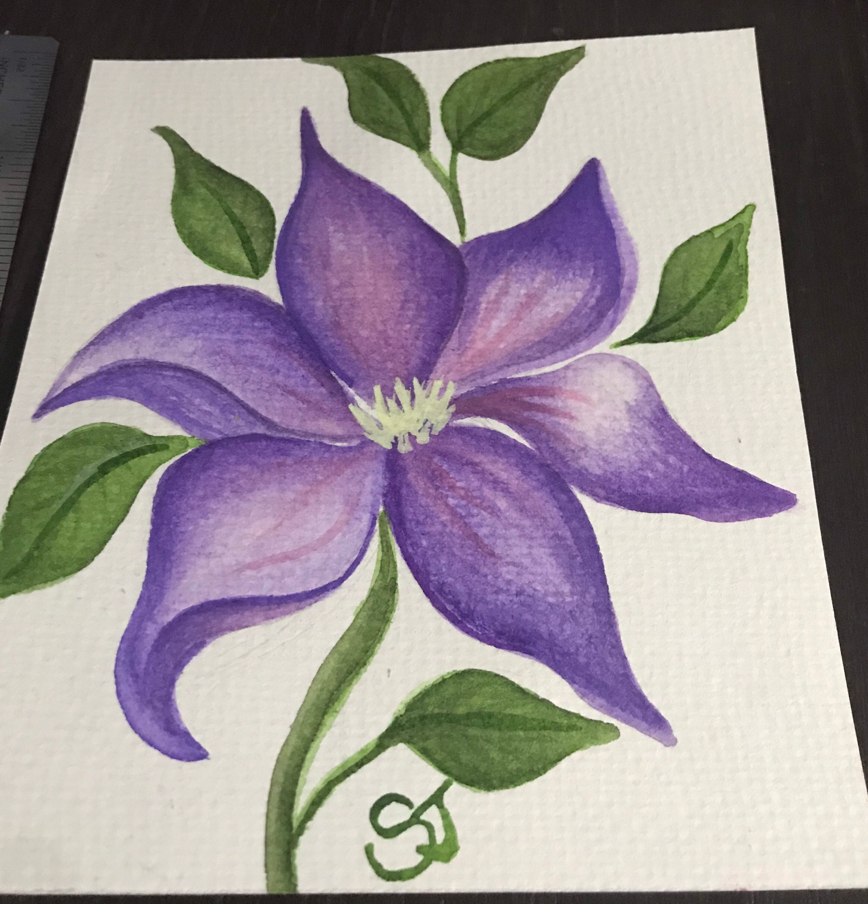 Clematis Flower Drawing