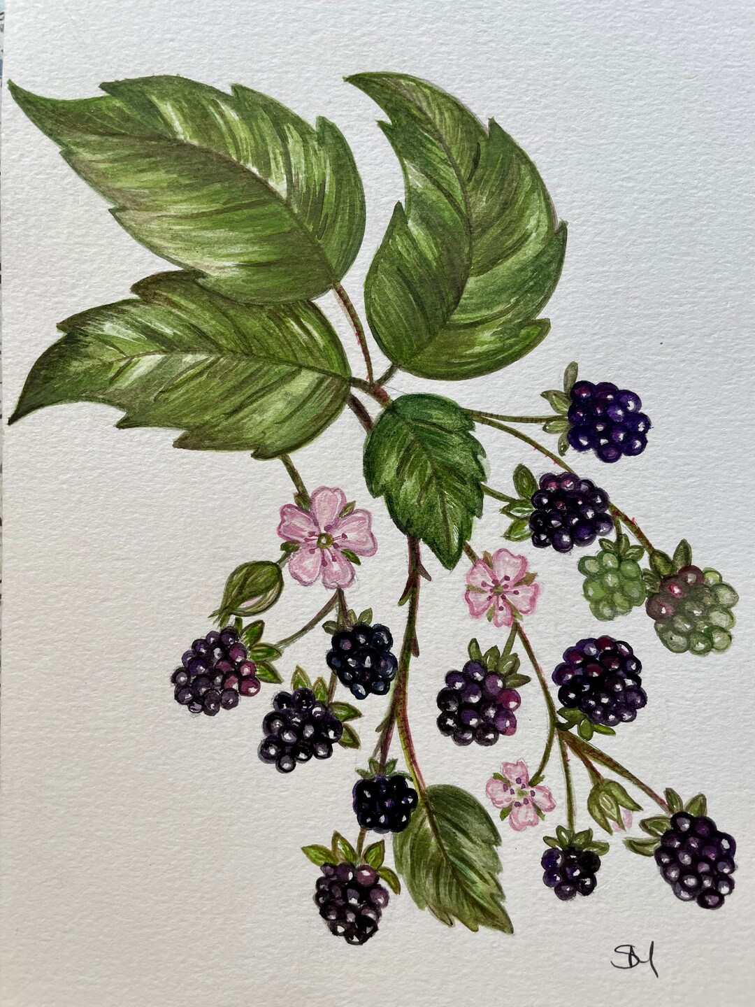 Original Watercolour Painting Drawing Blackberry Blackberries Flower ...