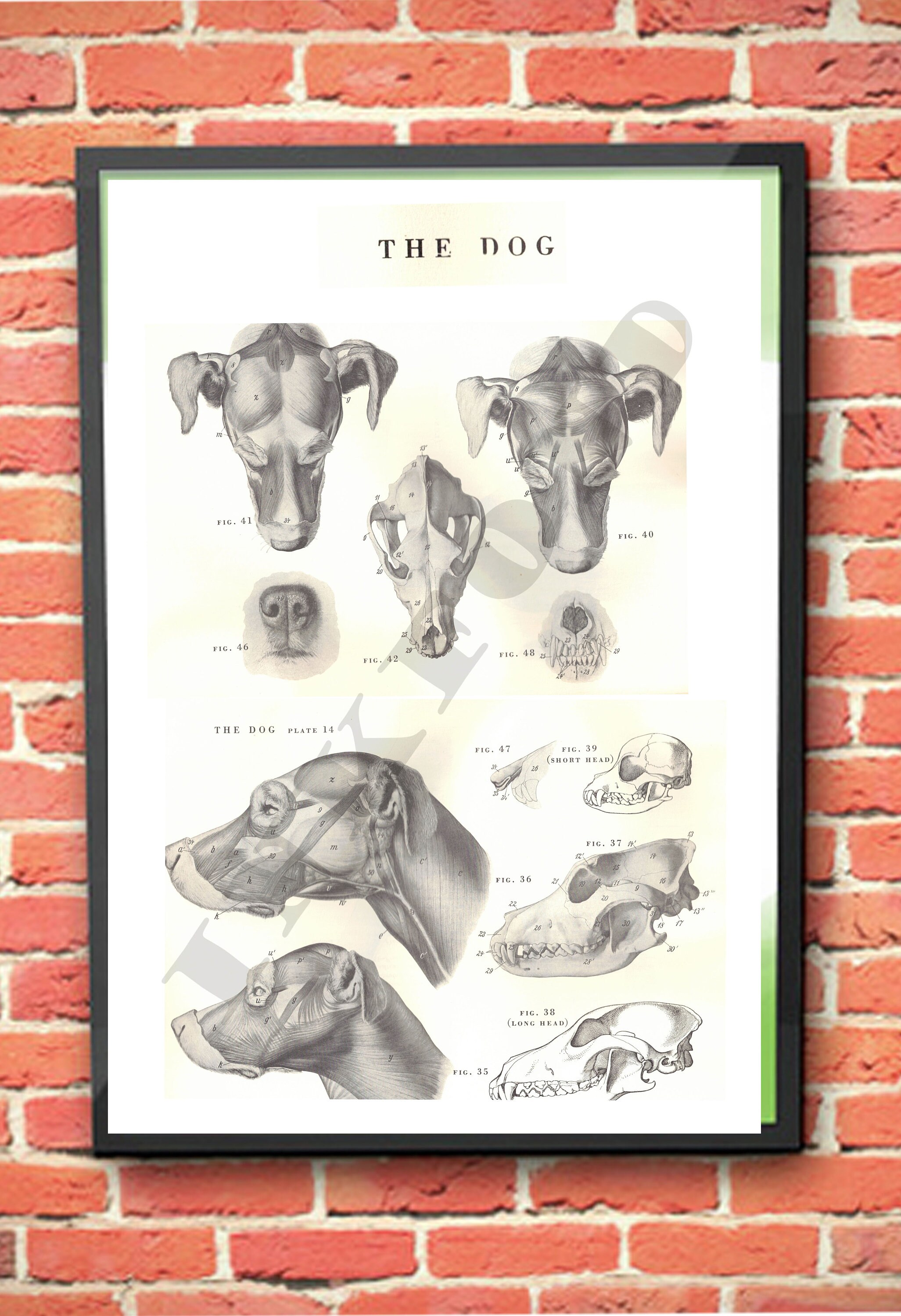 Vintage Dog Medical Poster - Etsy