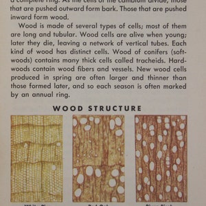 Trees: A Guide to Familiar American Trees - 1956 Revised Edition - Etsy