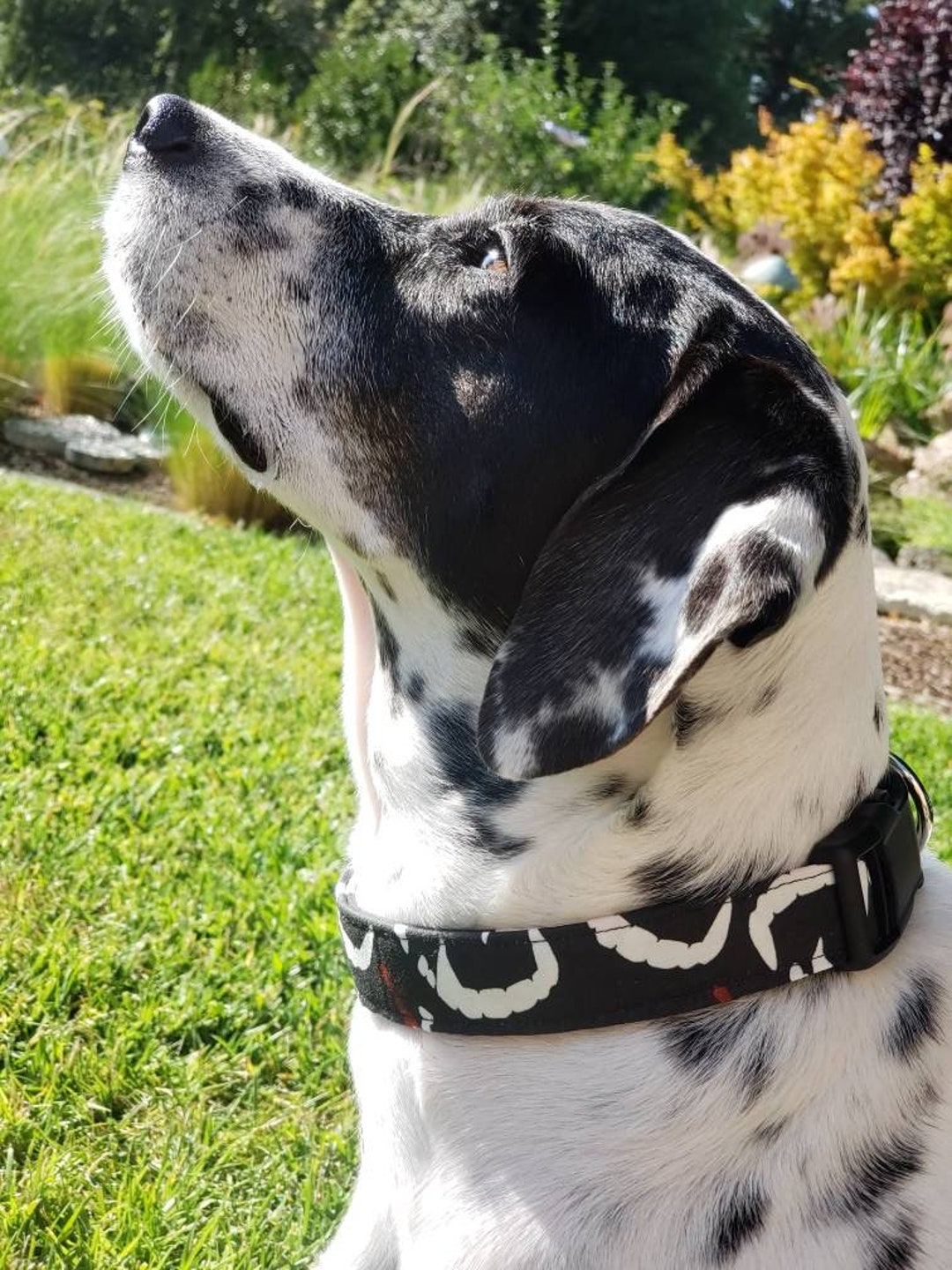 Glow in the Dark Vampire Fangs Dog Collar - MULTIPLE SIZES AVAILABLE ...