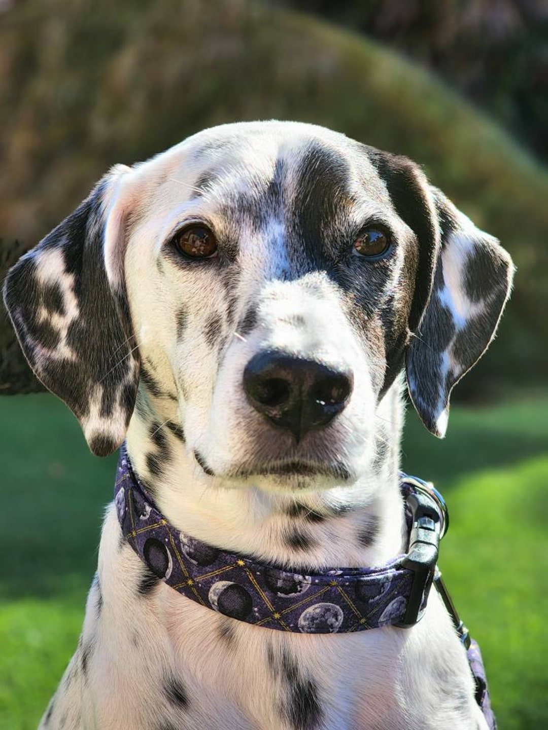 Moon Phases Collar and Leash - MULTIPLE SIZES AVAILABLE - Etsy