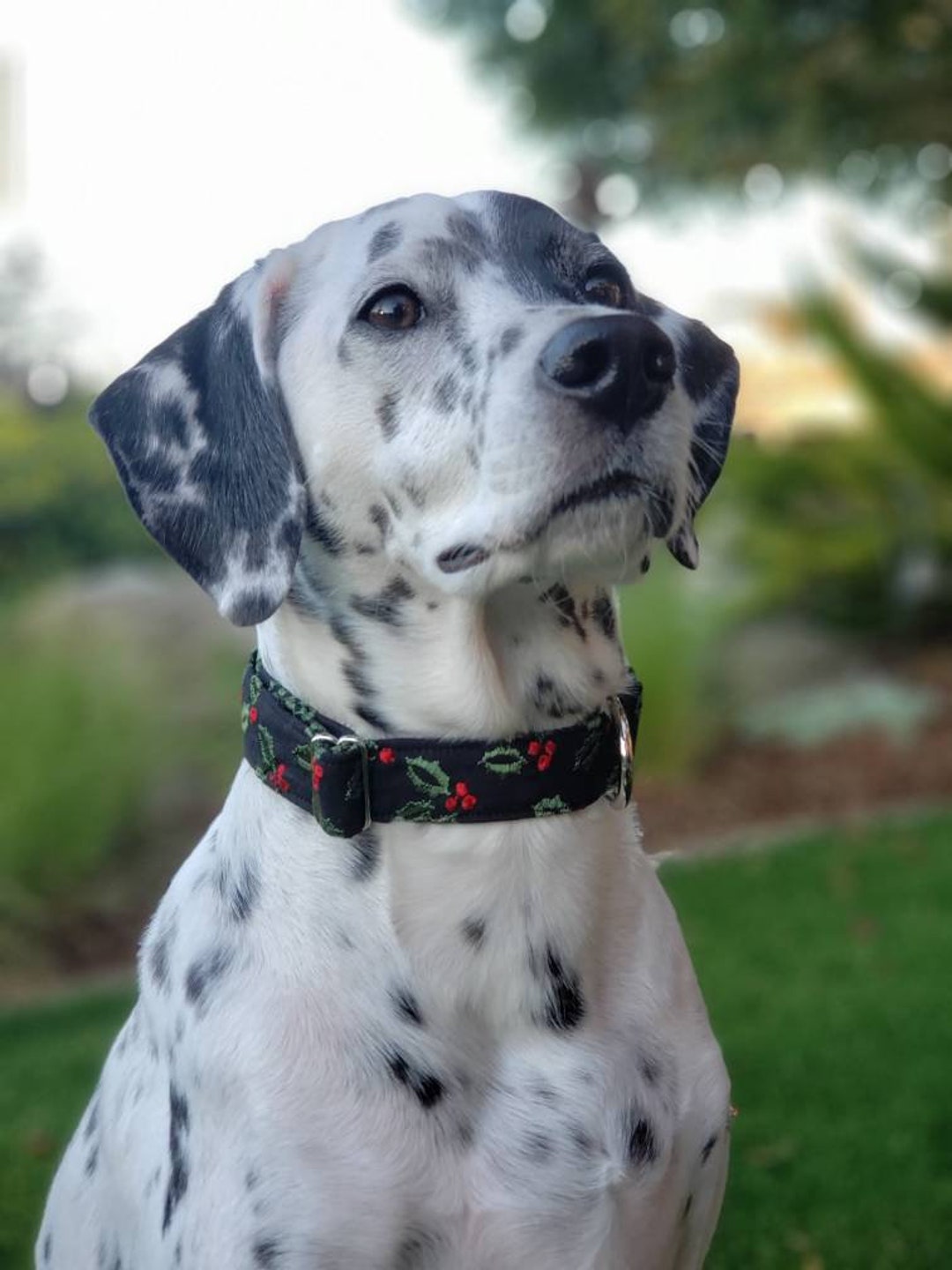 Elegant Embroidered Holly Collar - MULTIPLE SIZES AVAILABLE - Etsy