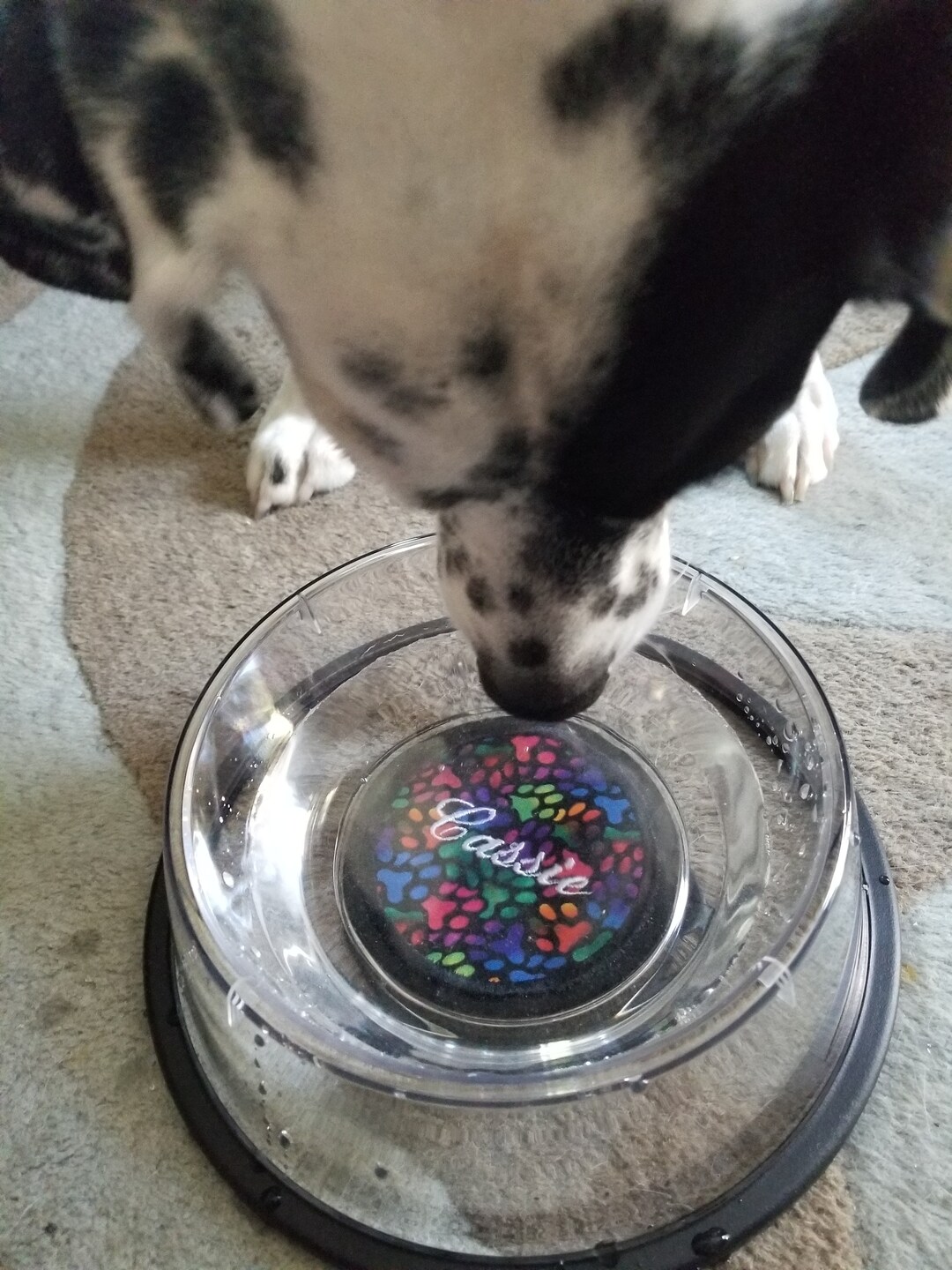 Personalized Rainbow Paw Print Dog Bowl - Etsy