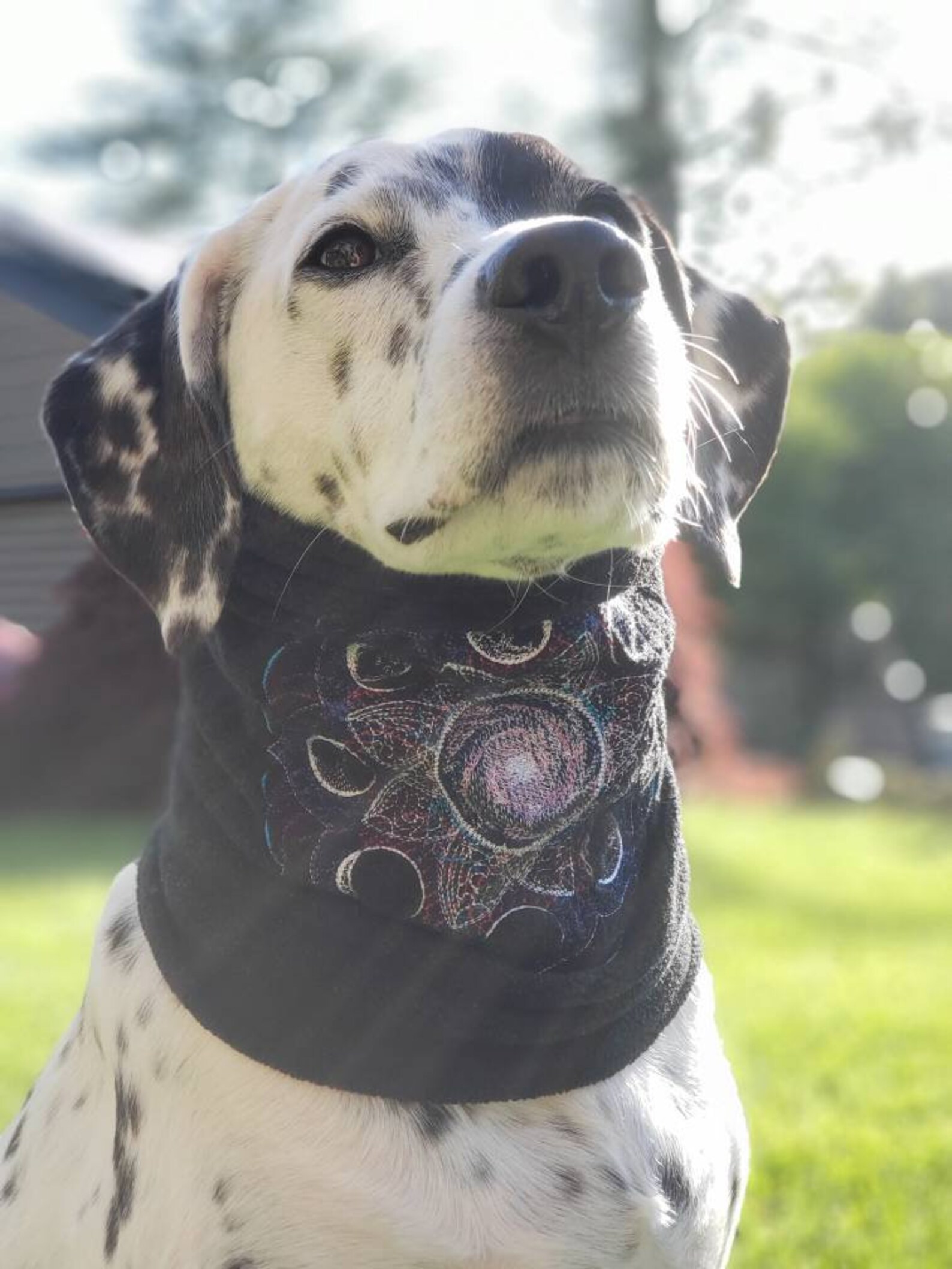 Galactic Moon Mandala Embroidered Dog Scarf or Snood - Etsy