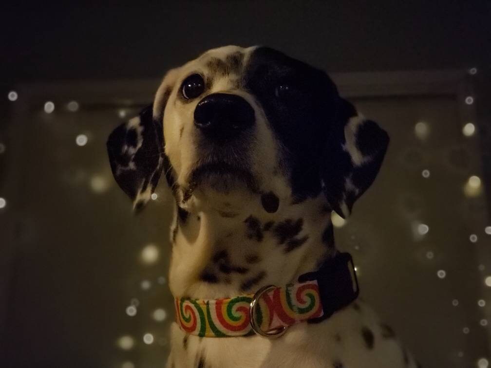 Firefly Kaylee Parasol Umbrella Inspired Dog Collar MULTIPLE - Etsy