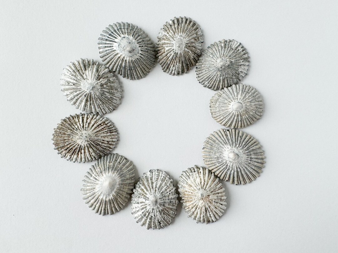 Opihi Limpet Hawaiian Shells | 10 Shells | Hawaii Shell Jewelry Making ...