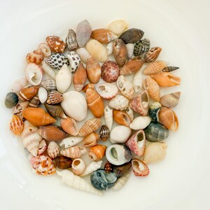 Small Hawaiian Shells and Pieces Variety of Hawaii Shells Top Kupe'e ...