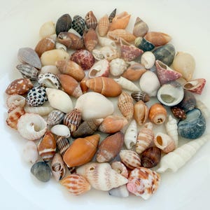 Small Hawaiian Shells and Pieces Variety of Hawaii Shells Top Kupe'e ...