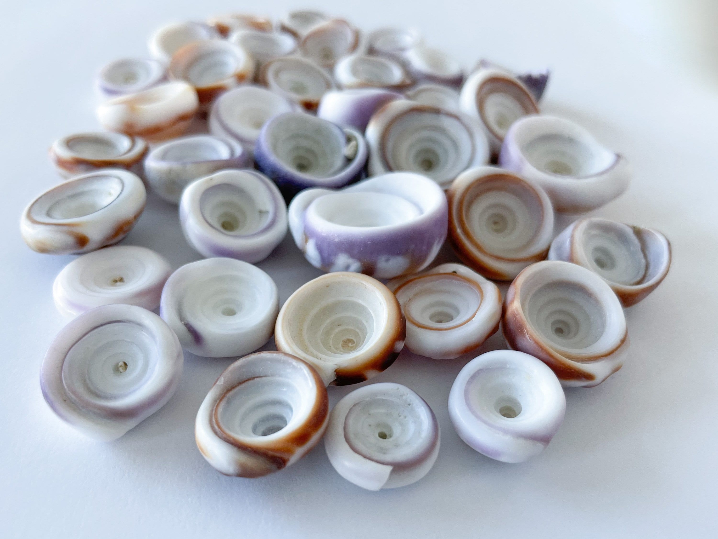 36 Large Colorful Hawaiian Puka Shells Hawaii Jewelry Making | Etsy