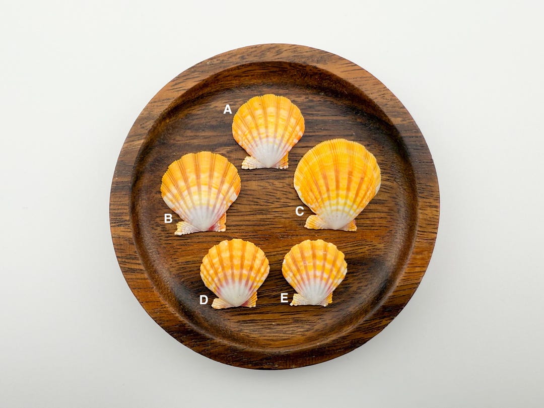 Genuine Hawaiian Sunrise Shell: Rare Pecten Langfordi Ocean Find 4032 ...