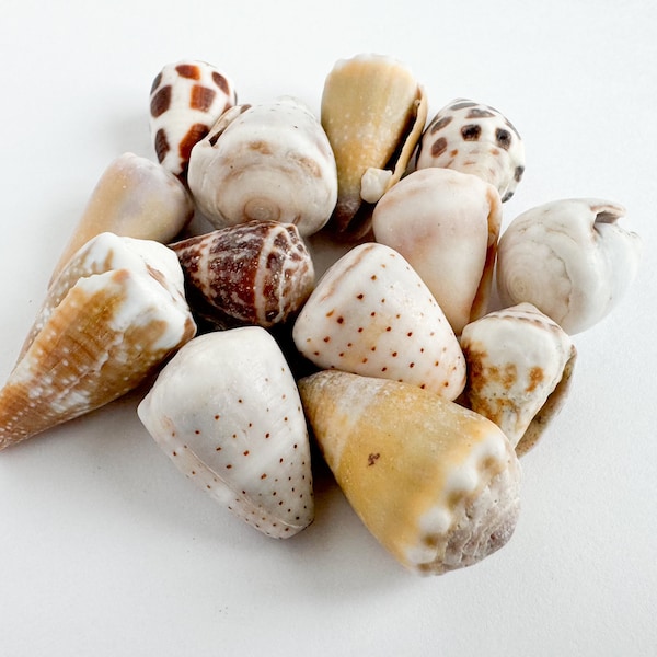 Hawaiian Sea Shell - Etsy