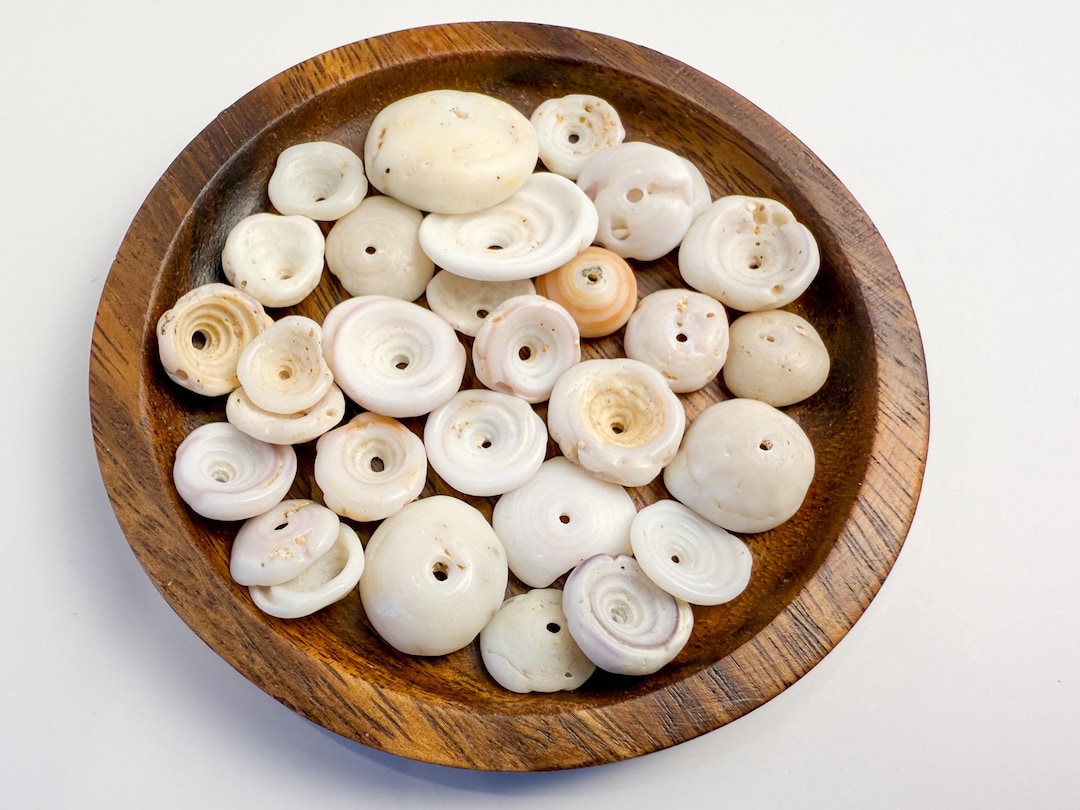 Puka Shells With Extra Character | 30 Drilled Puka Shells | Hawaii ...