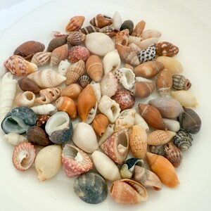 Small Hawaiian Shells and Pieces Variety of Hawaii Shells Top Kupe'e ...