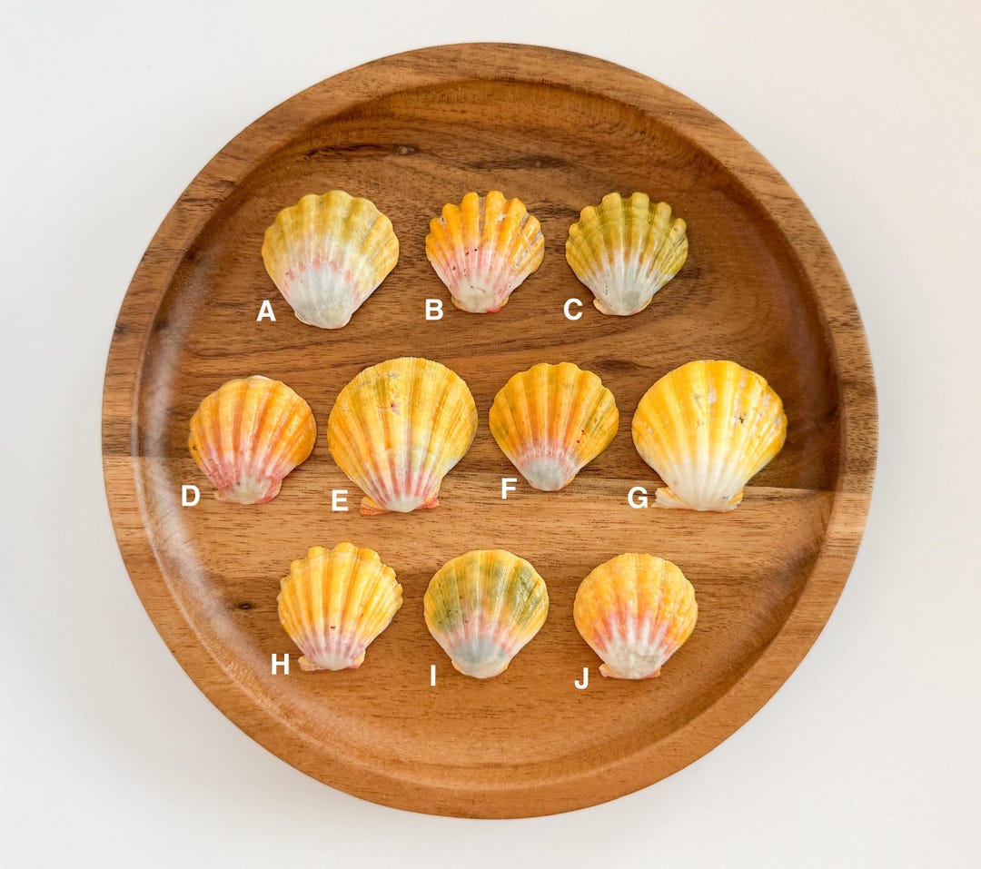 Hawaiian Sunrise Shells | Genuine Hawaii Sunnies | Large Orange Yellow ...