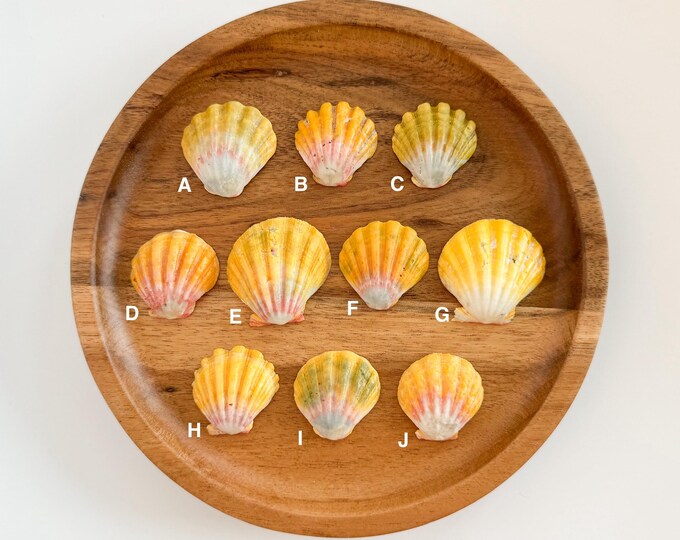 Hawaiian Sunrise Shells | Genuine Hawaii Sunnies | Large Orange Yellow ...