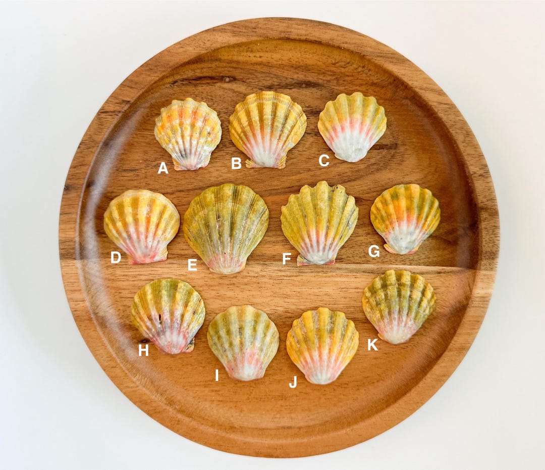 Hawaiian Sunrise Shells Genuine Hawaii Sunnies Large Orange Yellow ...