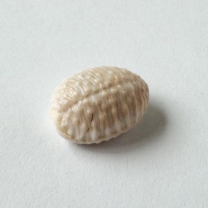 Tiny Hawaiian Granulated Cowrie Shells Surf Tumbled Ocean Beach ...