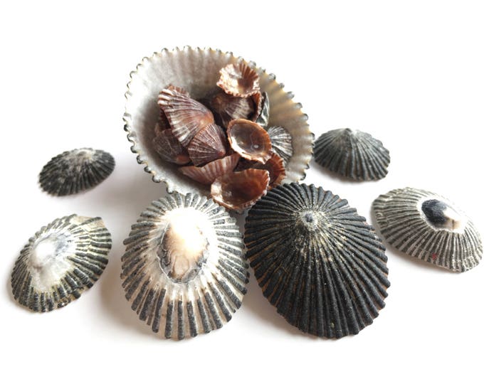 30 Hawaiian Opihi and Limpet Sea Shell Pieces sea Snails, Cellana ...