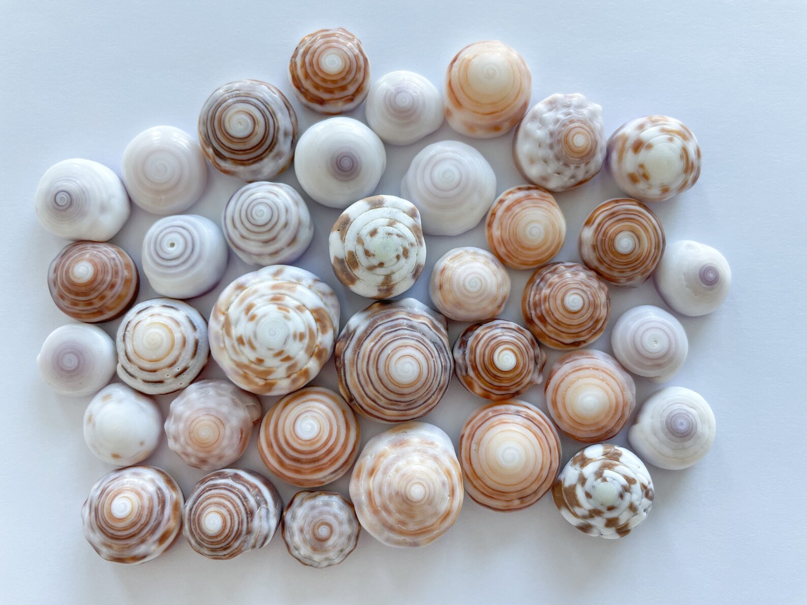 36 Large Colorful Hawaiian Puka Shells Hawaii Jewelry Making | Etsy