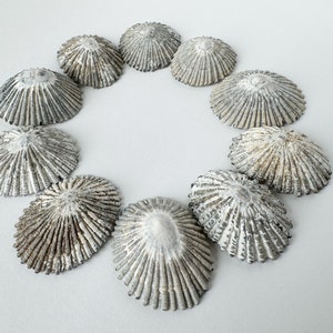 Opihi Limpet Hawaiian Shells | 10 Shells | Hawaii Shell Jewelry Making ...