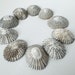 Opihi Limpet Hawaiian Shells | 10 Shells | Hawaii Shell Jewelry Making ...