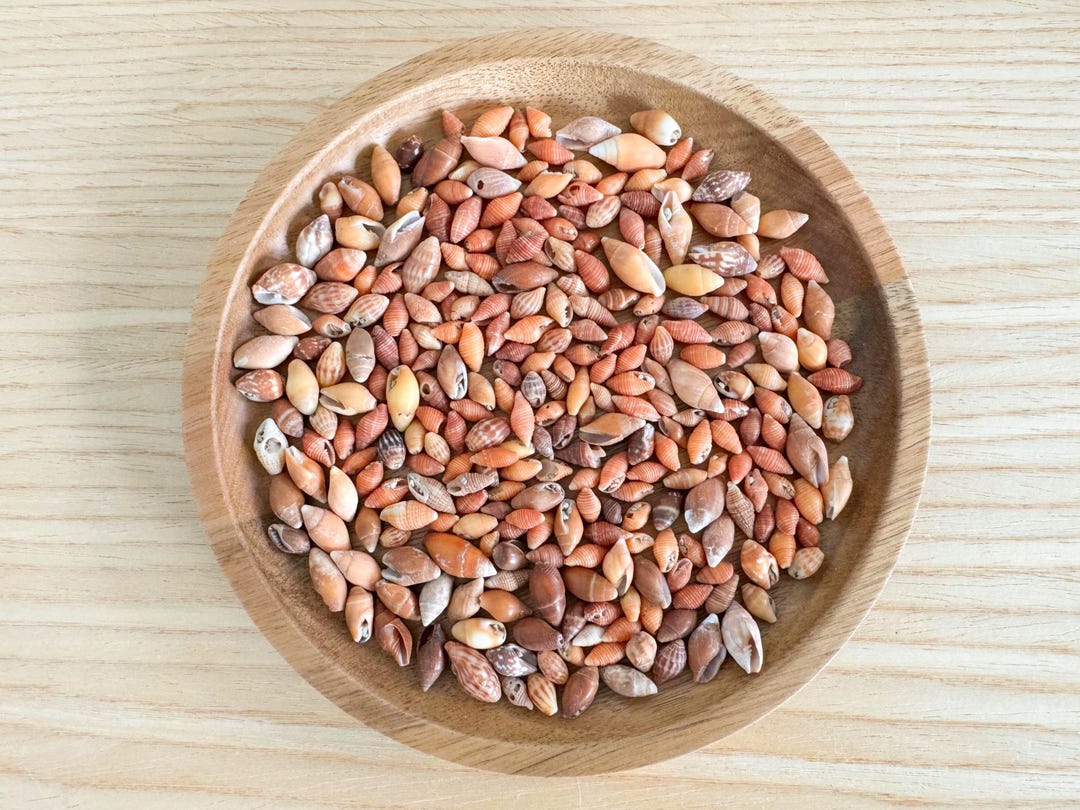 Small Hawaiian Miter Shell Collections | Miter (and Similar Species ...