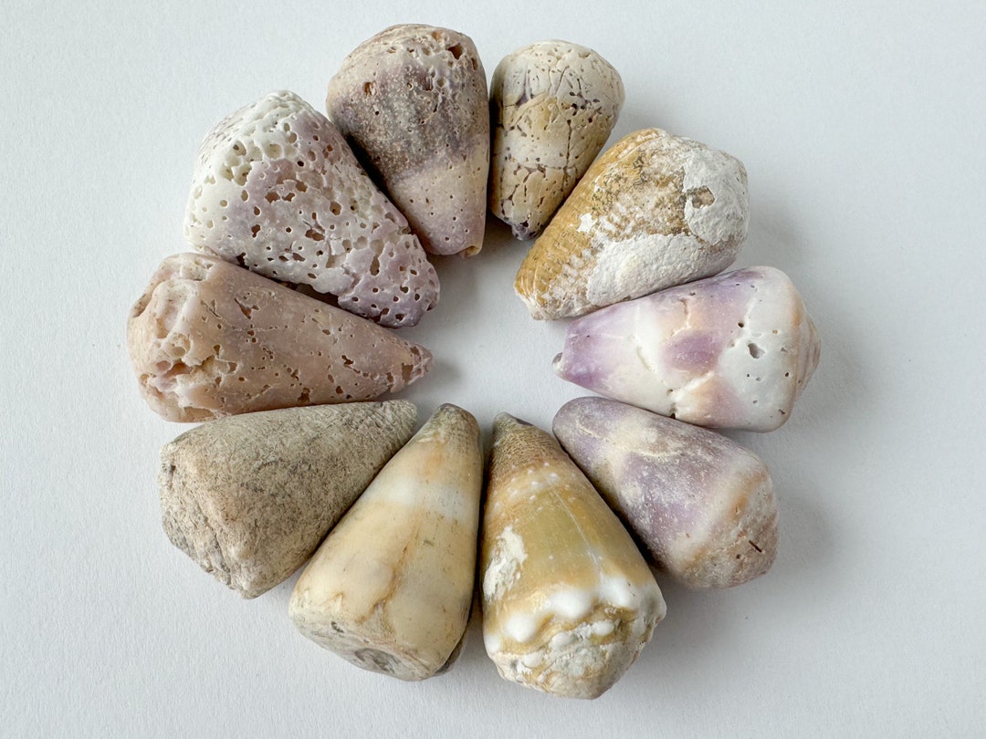 Hawaii Cone Shells 10 Heritage Hawaiian Cone Shells 24-31 Mm Shell ...