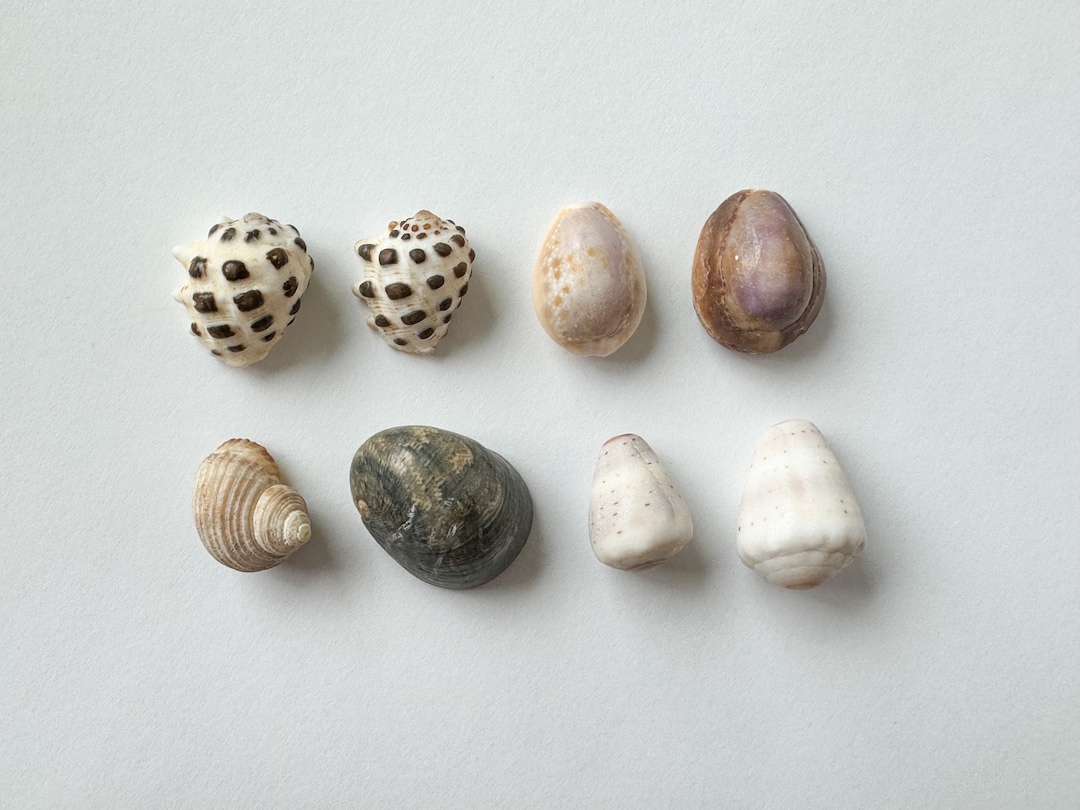 Hawaii Shell Variety Collection Kupee Cowrie Cone Drupe Shells Hawaiian ...