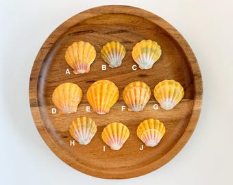 Hawaiian Sunrise Shells | Genuine Hawaii Sunnies | Orange Yellow White ...