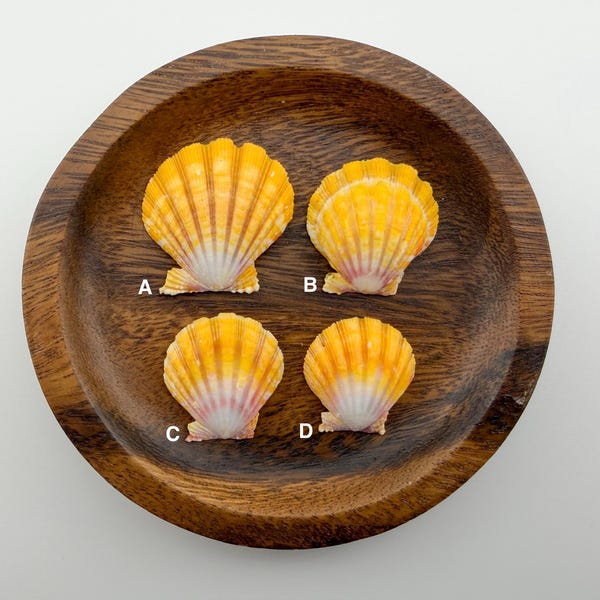 Sunrise Shells - Etsy