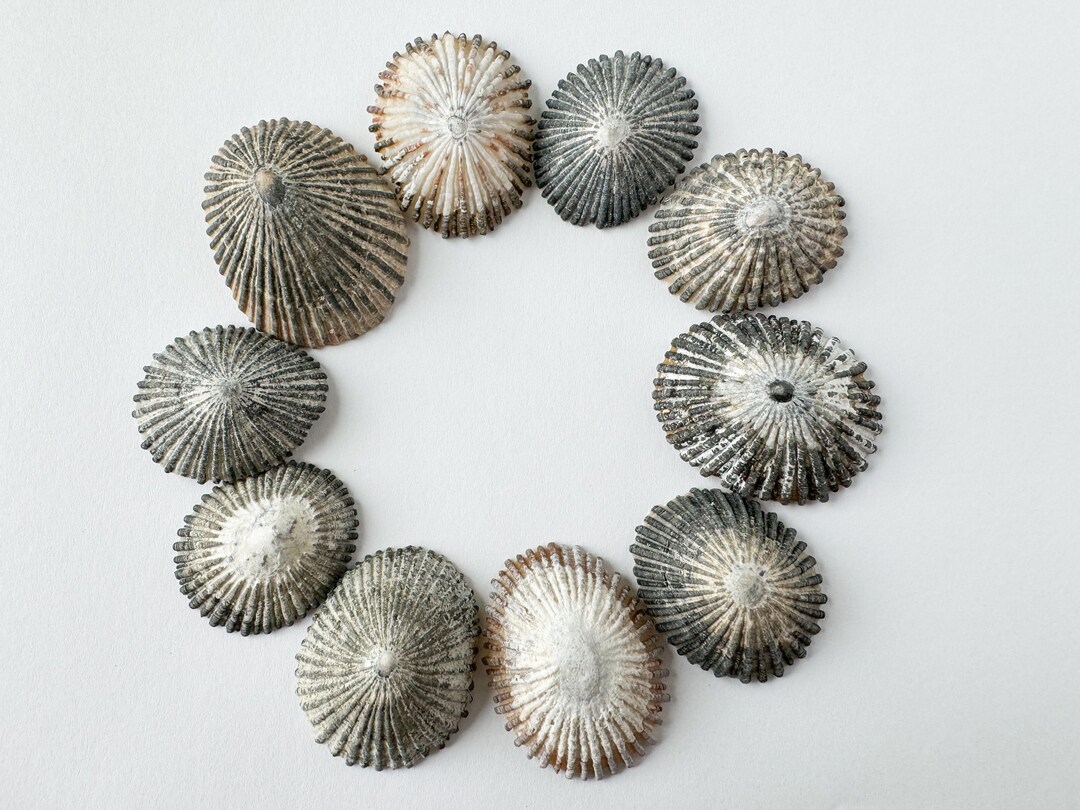Opihi Limpet Hawaiian Shells | 10 Small Shells | 30-38 Mm| Hawaii Shell ...