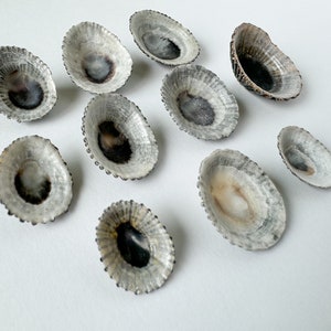 Opihi Limpet Hawaiian Shells | 10 Small Shells | 19-29 Mm| Hawaii Shell ...