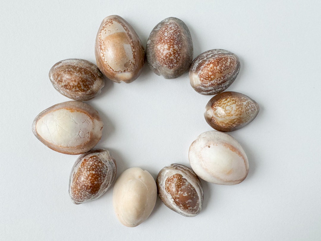 Cowrie Shells | 10 Small Surf Tumbled Cowries | Shell Jewelry Making ...