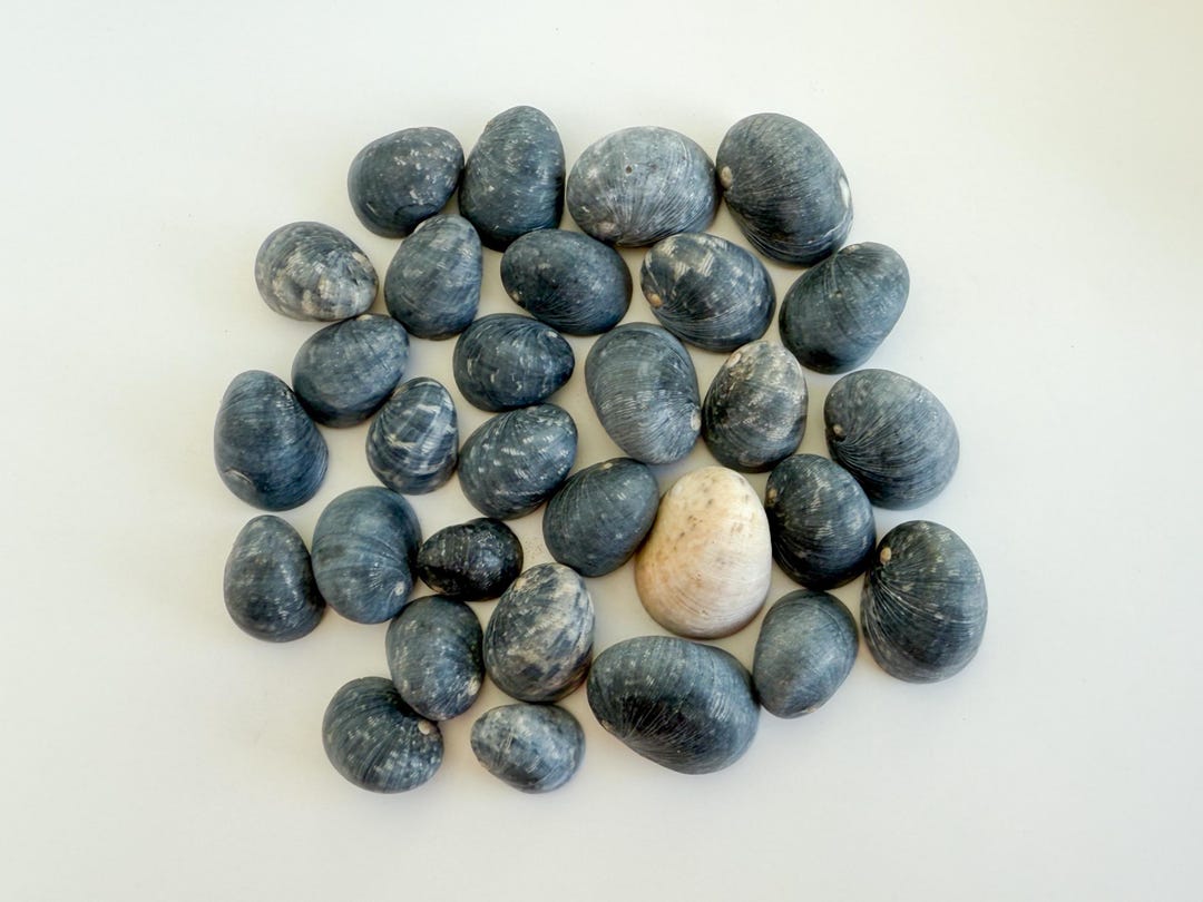 Hawaiian Kupe'e Shells | Hawaii Jewelry Making Shells | Polished Nerite ...