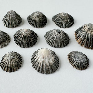 Opihi Limpet Hawaiian Shells | 10 Small Shells | 19-29 Mm| Hawaii Shell ...