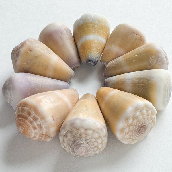 Hawaiian Cone Shell - Etsy