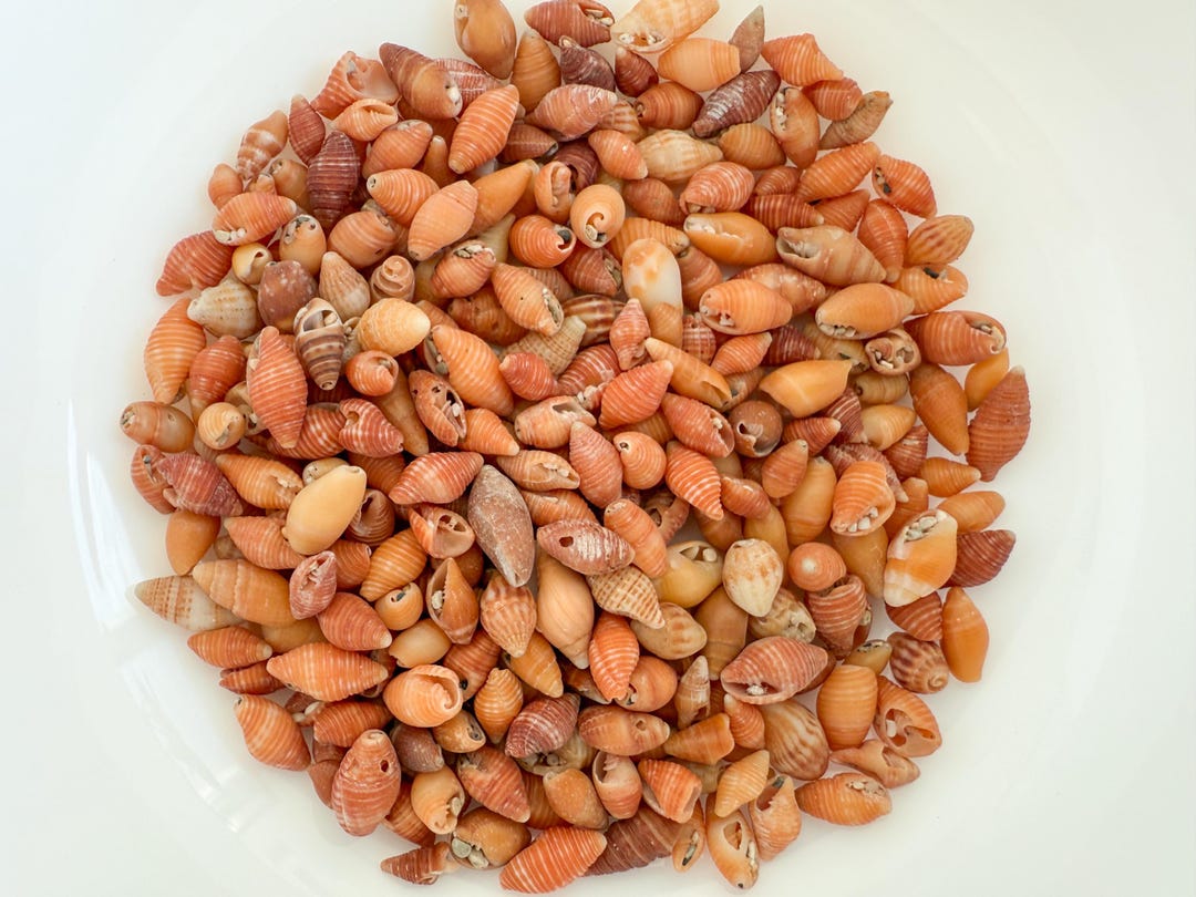 Small Hawaiian Miter Shell Collections | Miter (and Similar Species ...